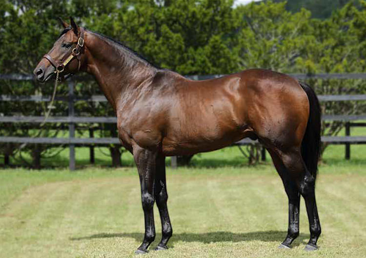 New Conformation Photos - Page 183 - Horse Racing Forum - USA ...